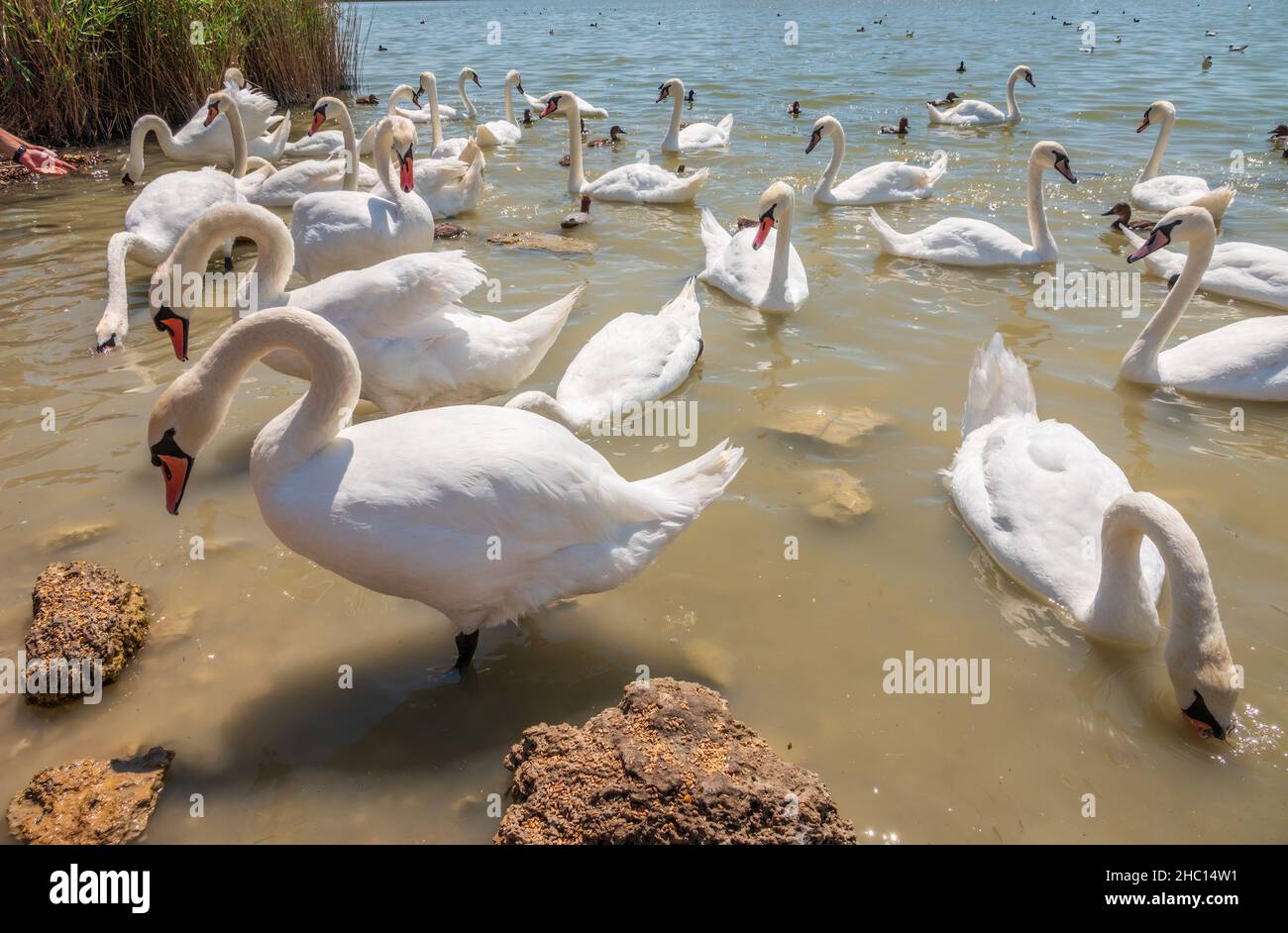Eine große Schar anmutiger weißer Schwäne schwimmt im See, Schwäne in ...