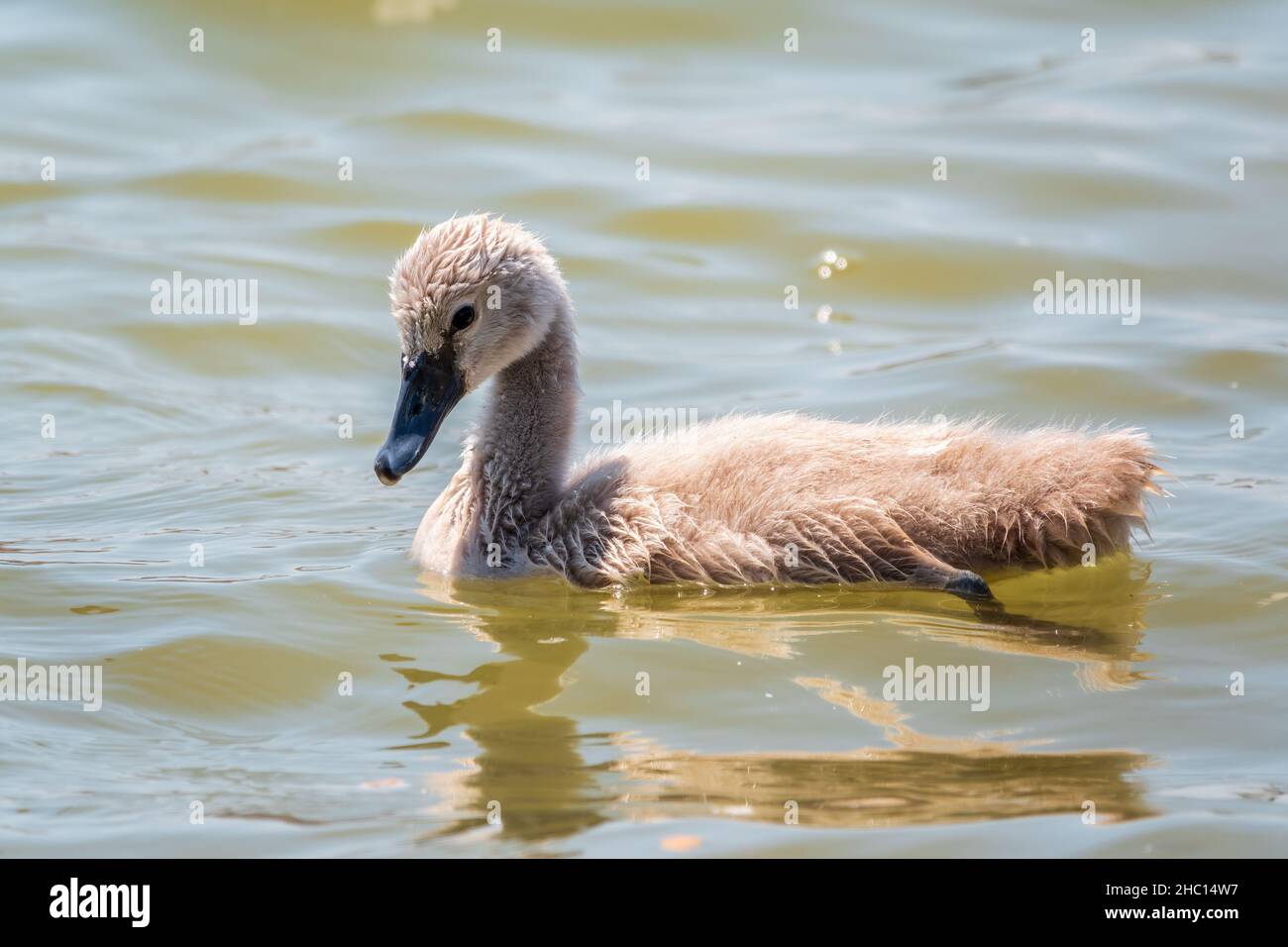 Schöne Baby Cygnet Mute Schwan flauschig grau und weiß Küken. Im ...