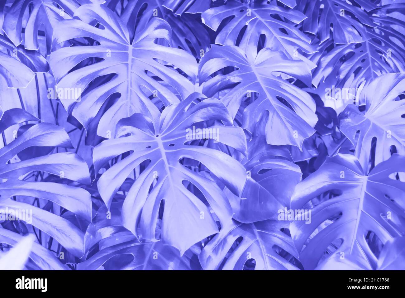 Monstera Wachst Schief 1