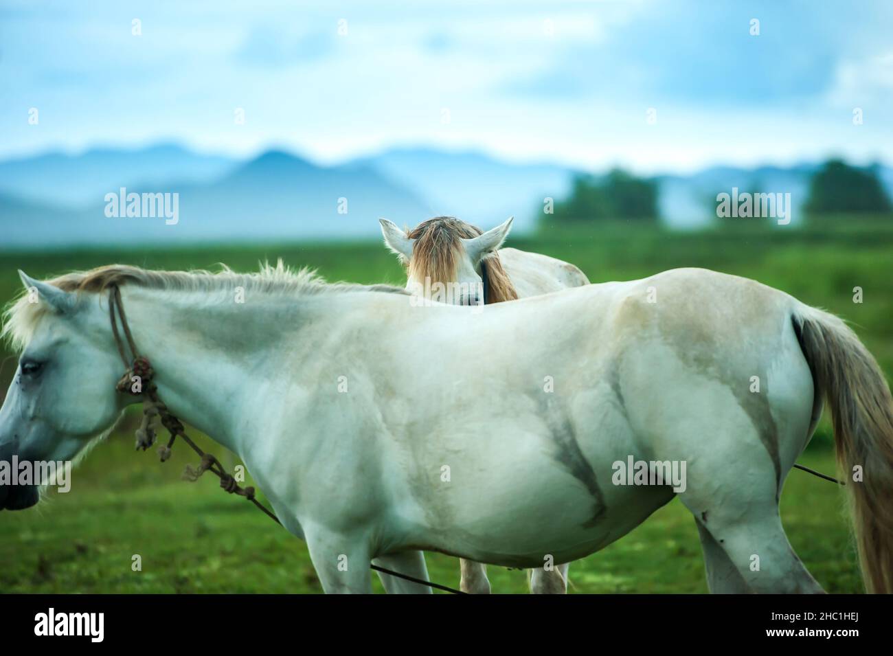 Fröhliches Paar weiße Pferde, die im Regen auf einem Grasland, im ...