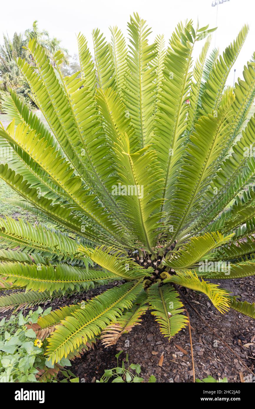Natal Cycad Stockfotos und -bilder Kaufen - Alamy