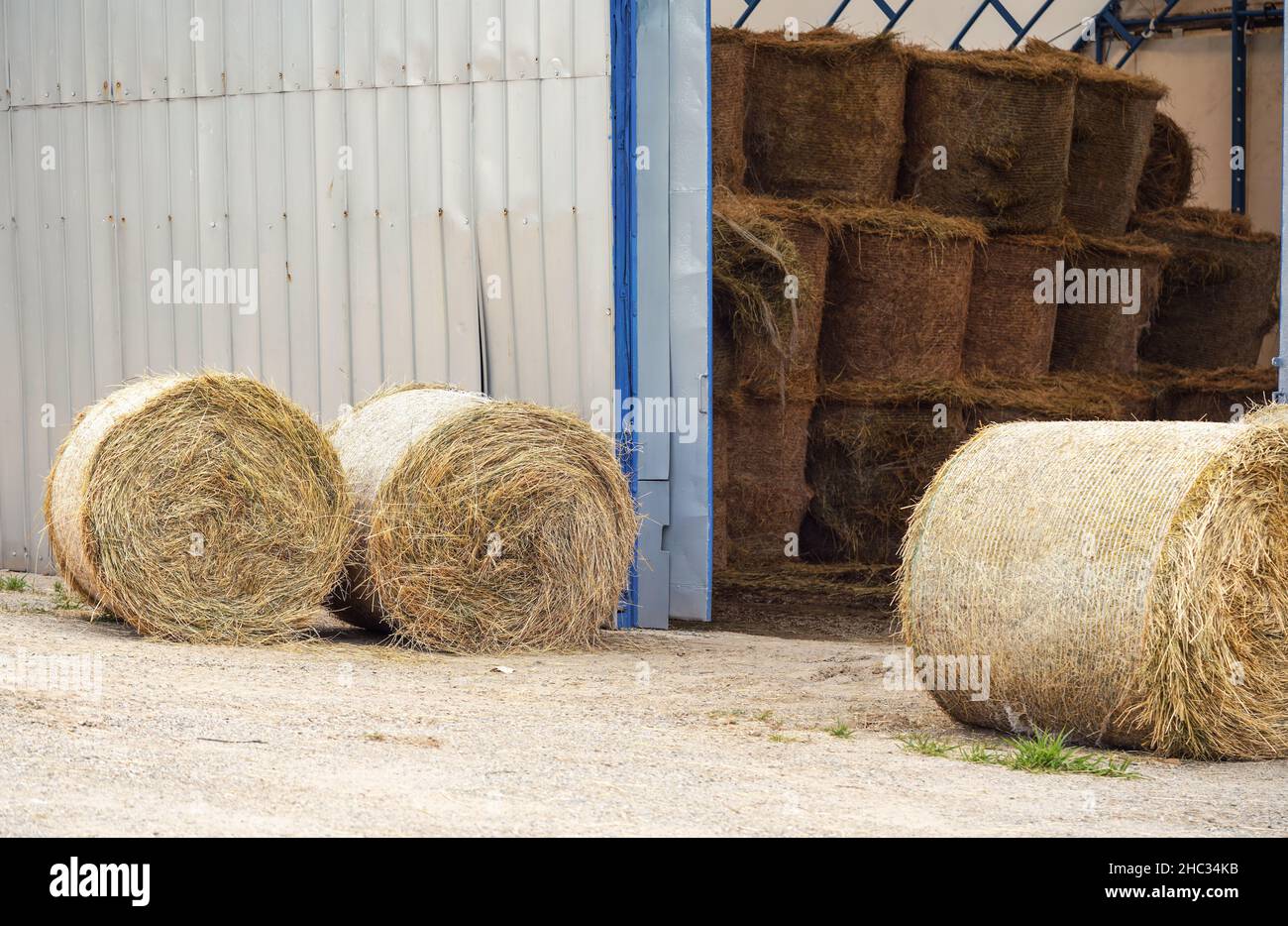 Pferd rollt im feld -Fotos und -Bildmaterial in hoher Auflösung – Alamy