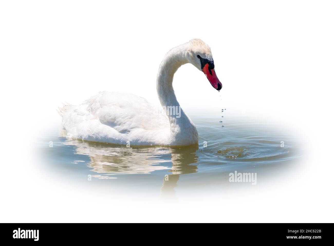 Anmutige weiße Schwan schwimmen im See, isoliert auf weißem Hintergrund ... Anmutige weiße Schwan schwimmen im See, isoliert auf weißem Hintergrund ...