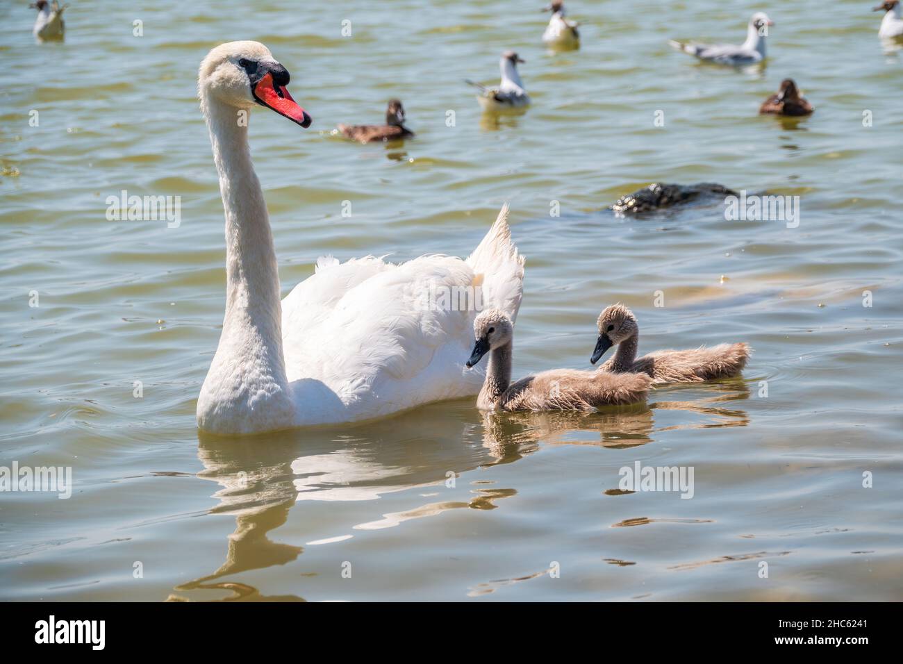 Ein weiblicher stummer Schwan, Cygnus olor, der auf einem See mit ...