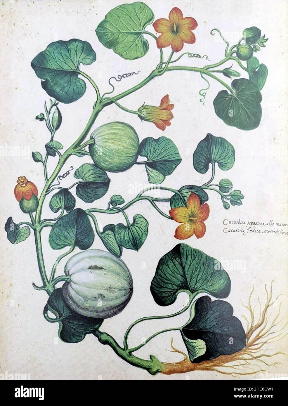 Cucurbita maxima duchesne -Fotos und -Bildmaterial in hoher Auflösung ...