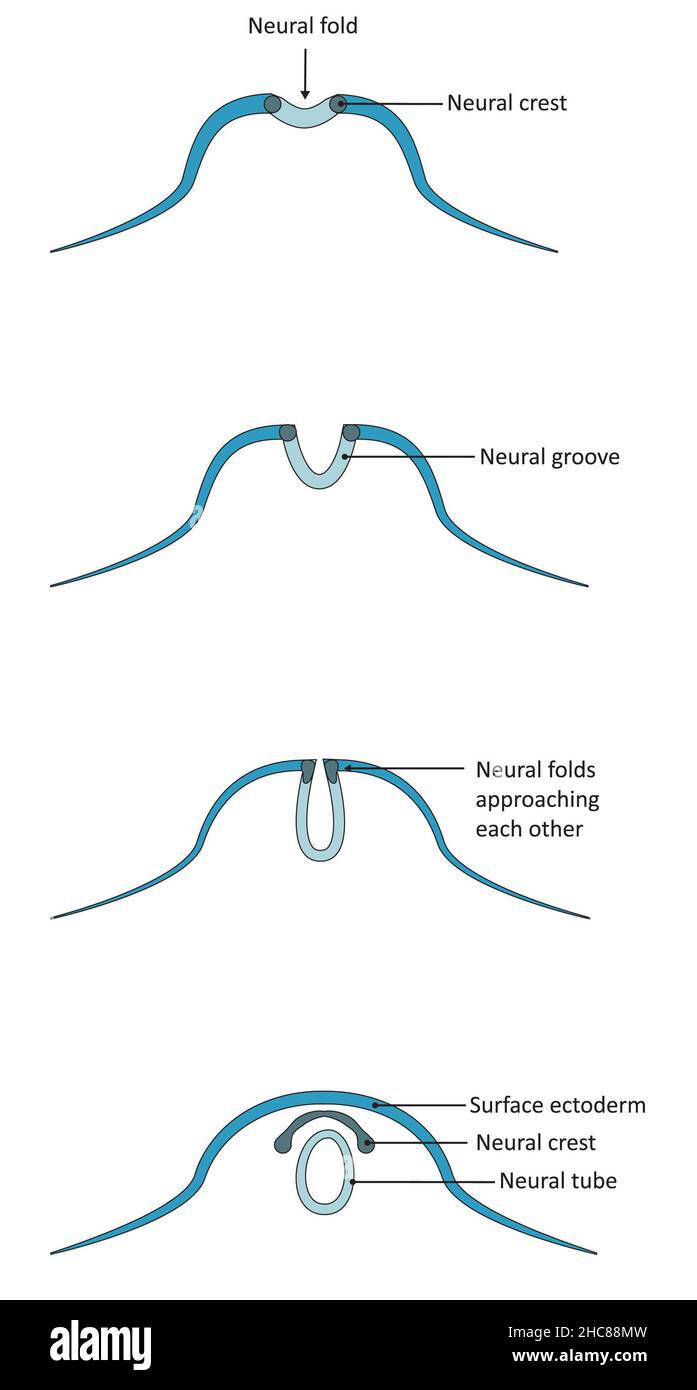 Anatomie embryo nervensystem -Fotos und -Bildmaterial in hoher ...