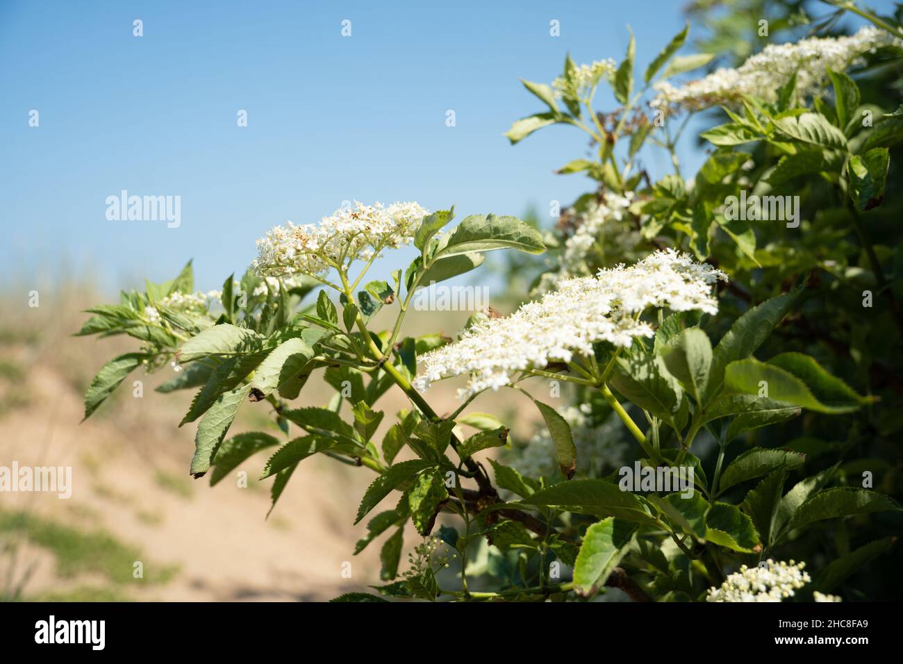 Holunder strauch -Fotos und -Bildmaterial in hoher Auflösung – Alamy