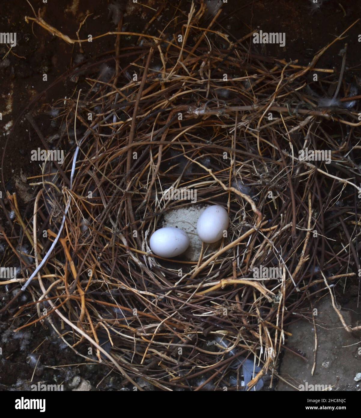Felsentaube taubeneier -Fotos und -Bildmaterial in hoher Auflösung – Alamy