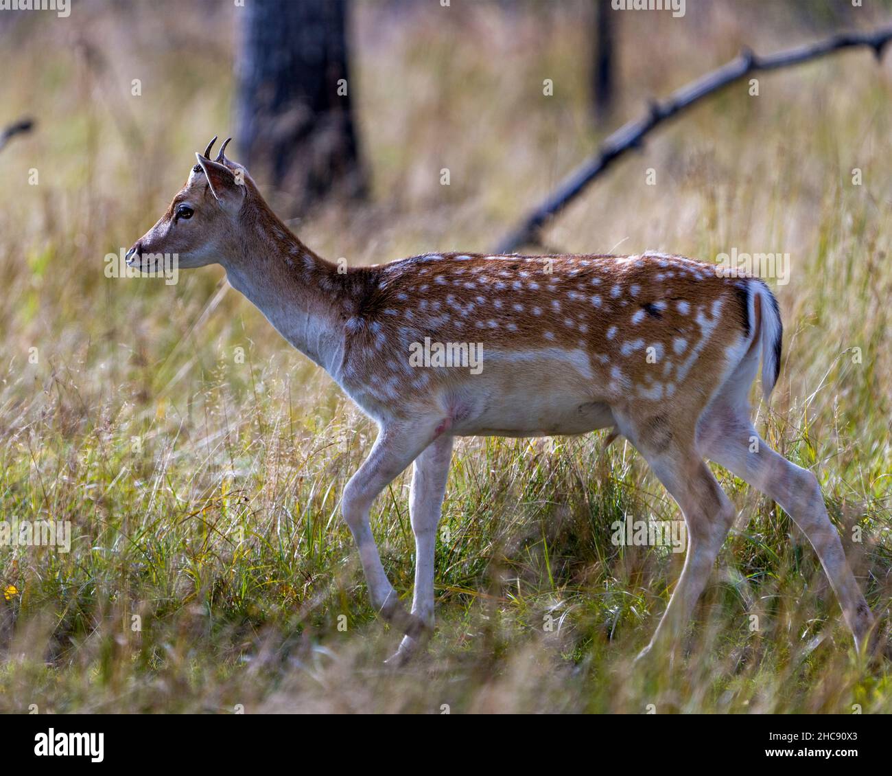 Hirsch damwild magazin foto und bild -Fotos und -Bildmaterial in hoher ...