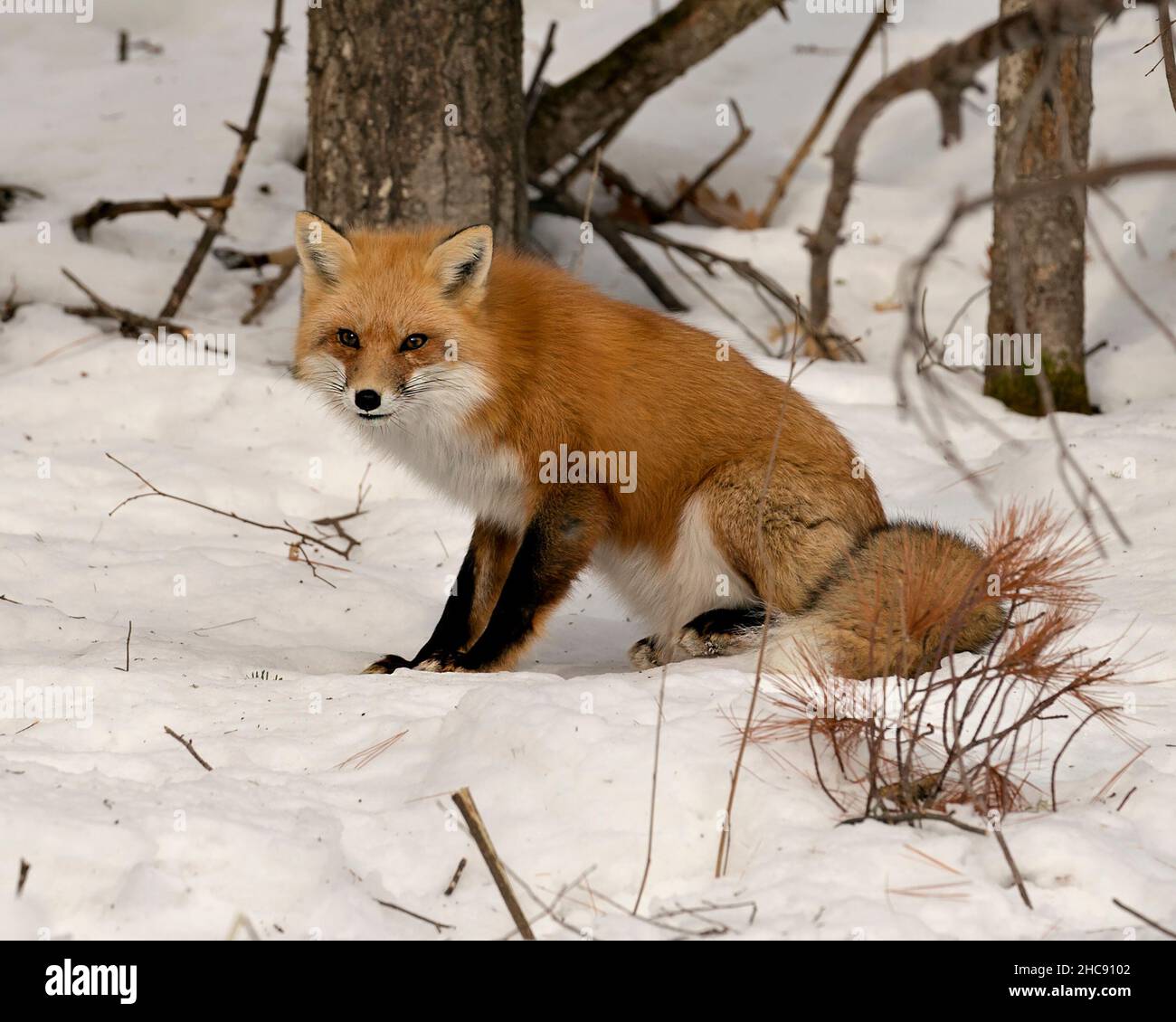 Fuchs sitzt auf schnee bild -Fotos und -Bildmaterial in hoher Auflösung ...