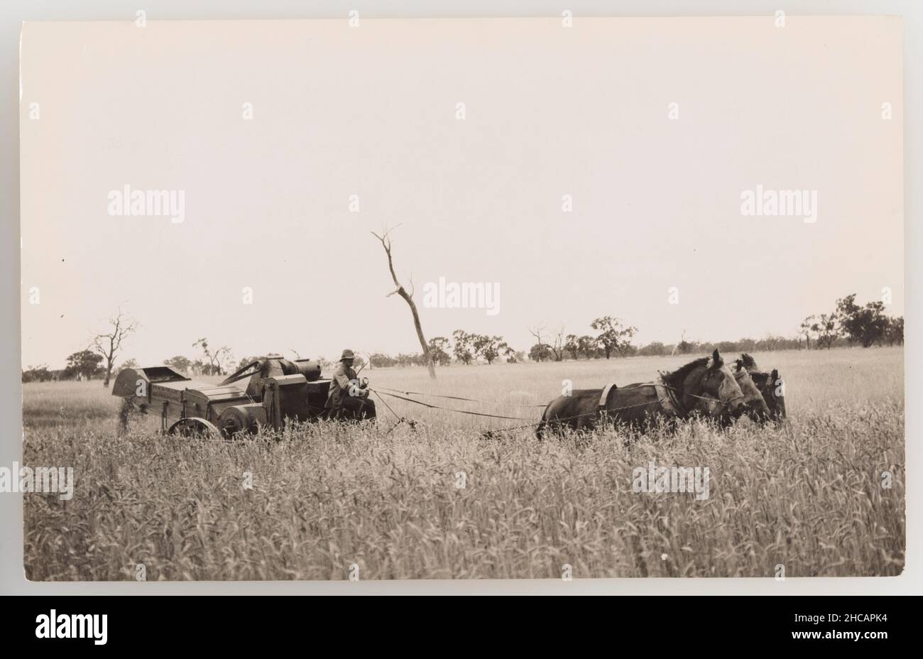 Vintage, retro, alt, Foto, Jahrhundert, Botanik, Grafik, antik ...