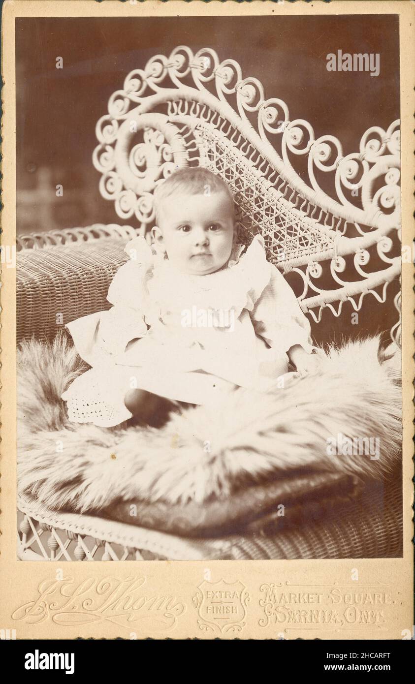 Vintage, retro, alt, Foto, Jahrhundert, Botanik, Grafik, antik ...