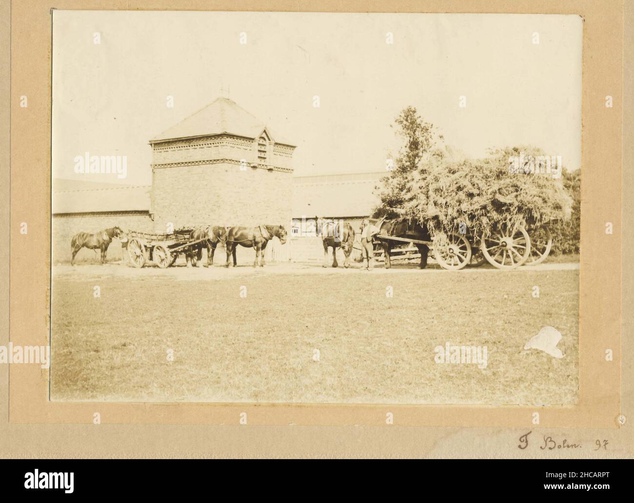 Vintage, retro, alt, Foto, Jahrhundert, Botanik, Grafik, antik ...