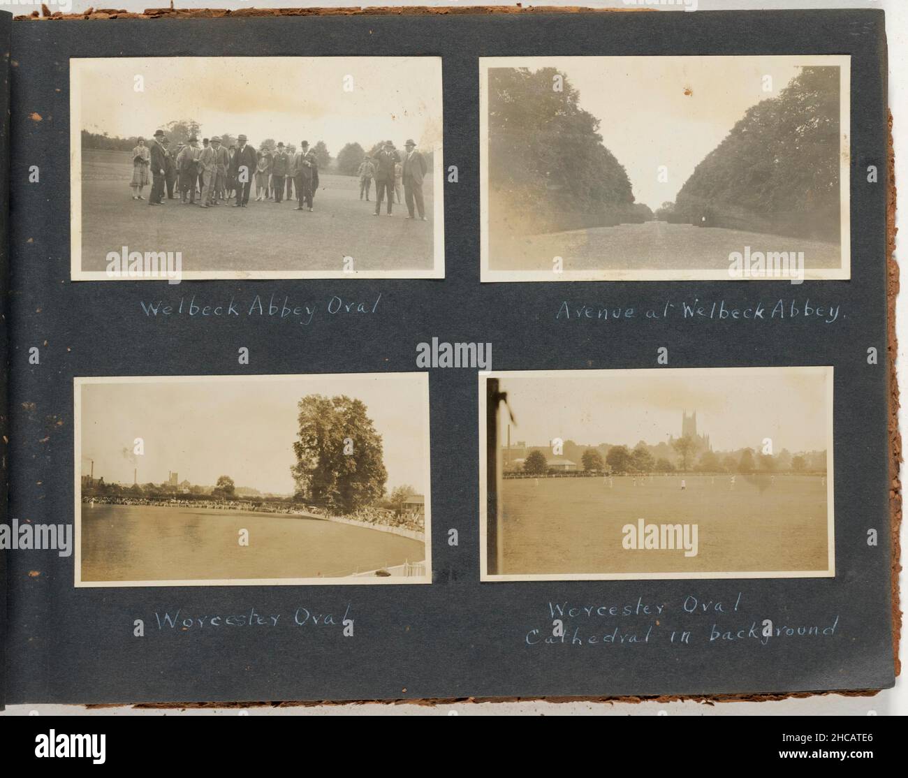 Vintage, retro, alt, Foto, Jahrhundert, Botanik, Grafik, antik ...