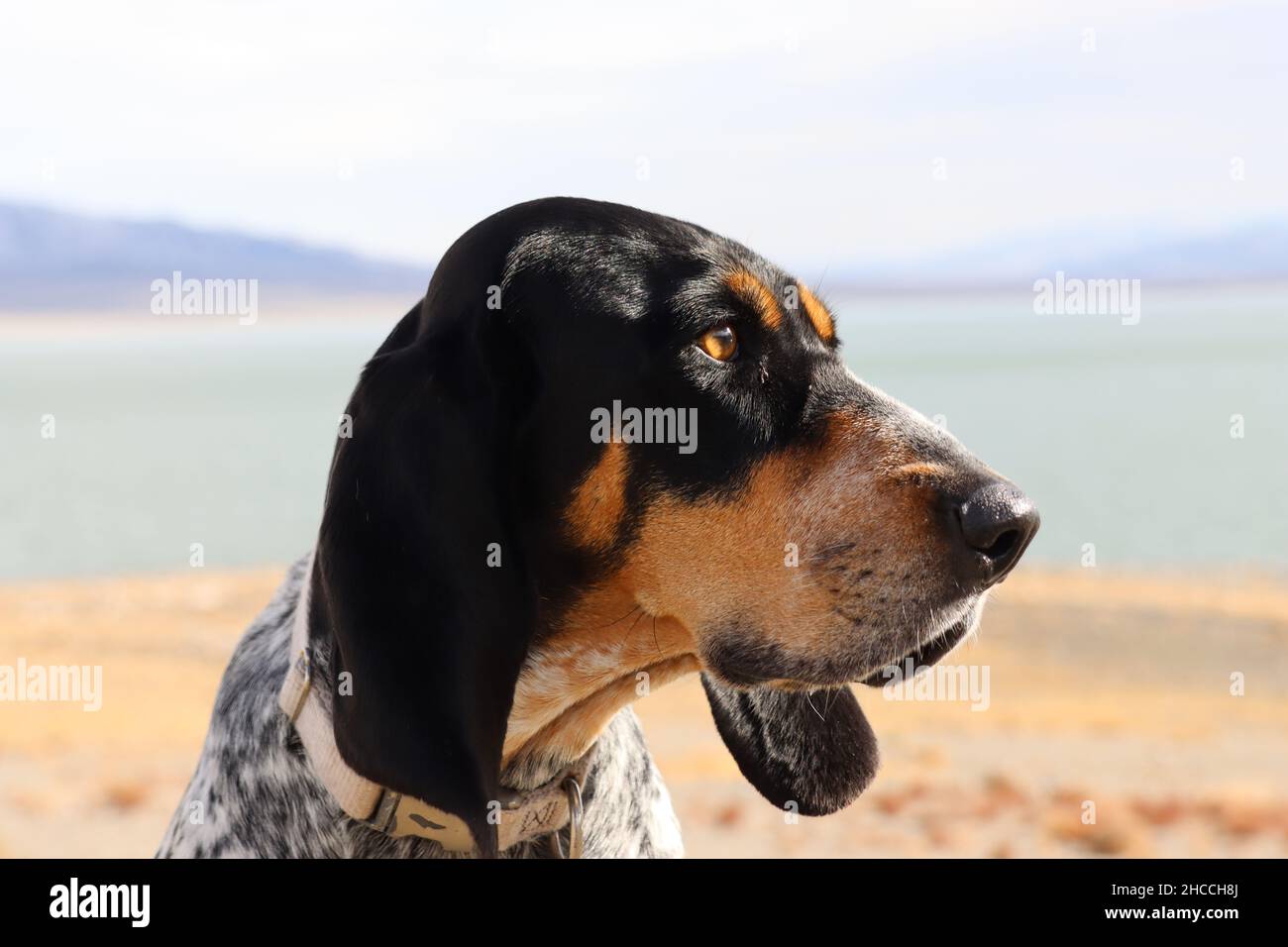 Blue tick hound -Fotos und -Bildmaterial in hoher Auflösung – Alamy