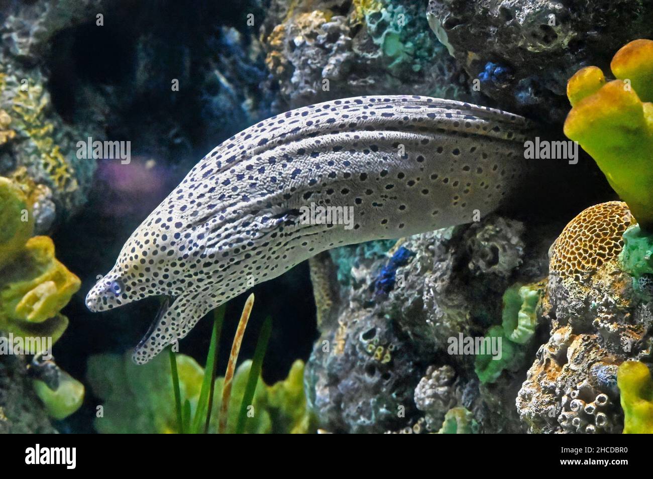 Fanged mund -Fotos und -Bildmaterial in hoher Auflösung – Alamy
