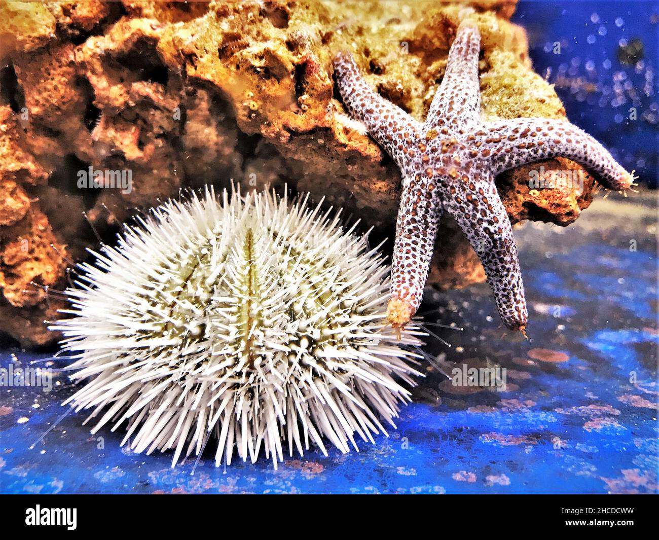 Stacheliger seastar -Fotos und -Bildmaterial in hoher Auflösung – Alamy