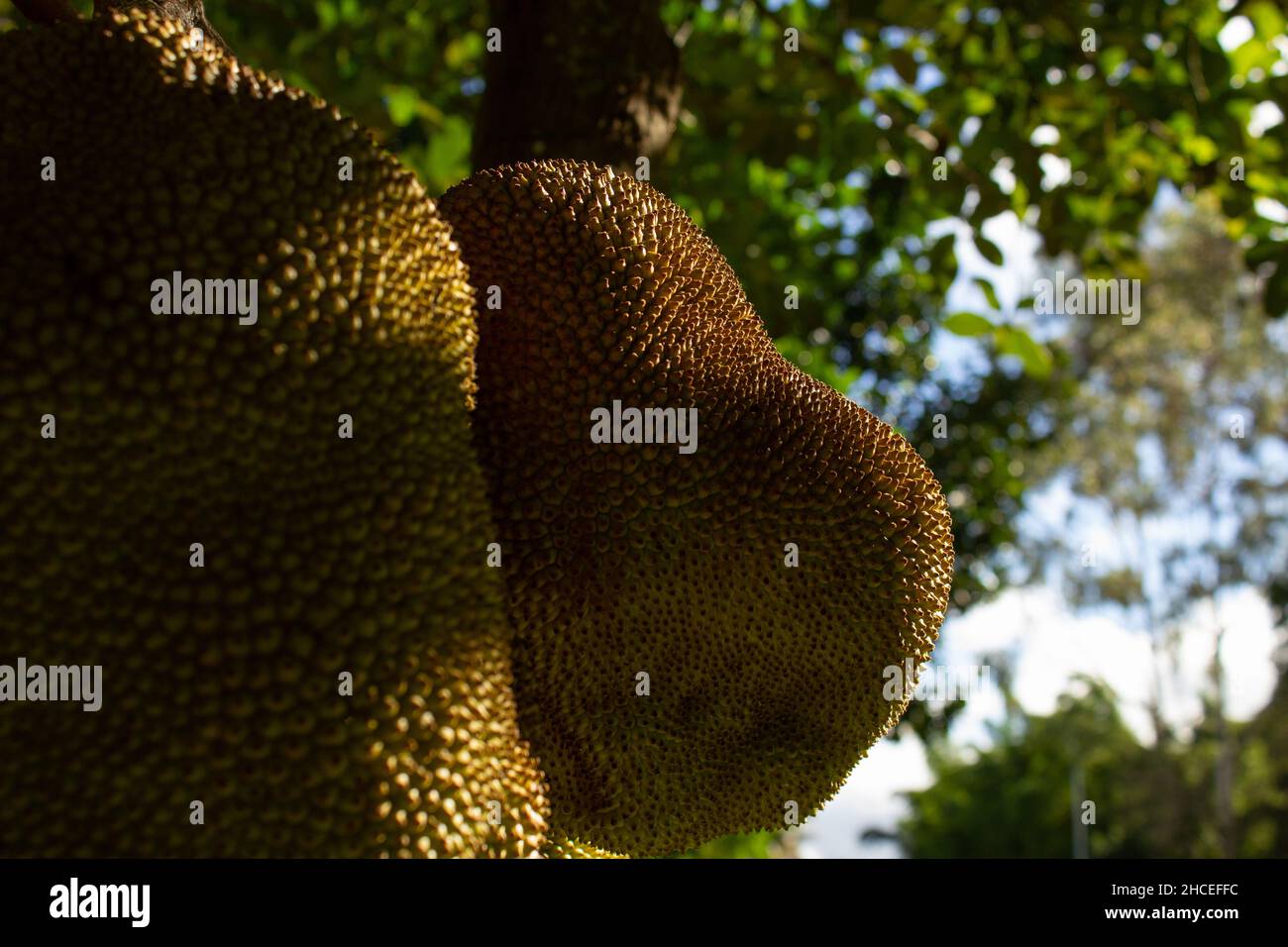 Jaca frucht -Fotos und -Bildmaterial in hoher Auflösung – Alamy