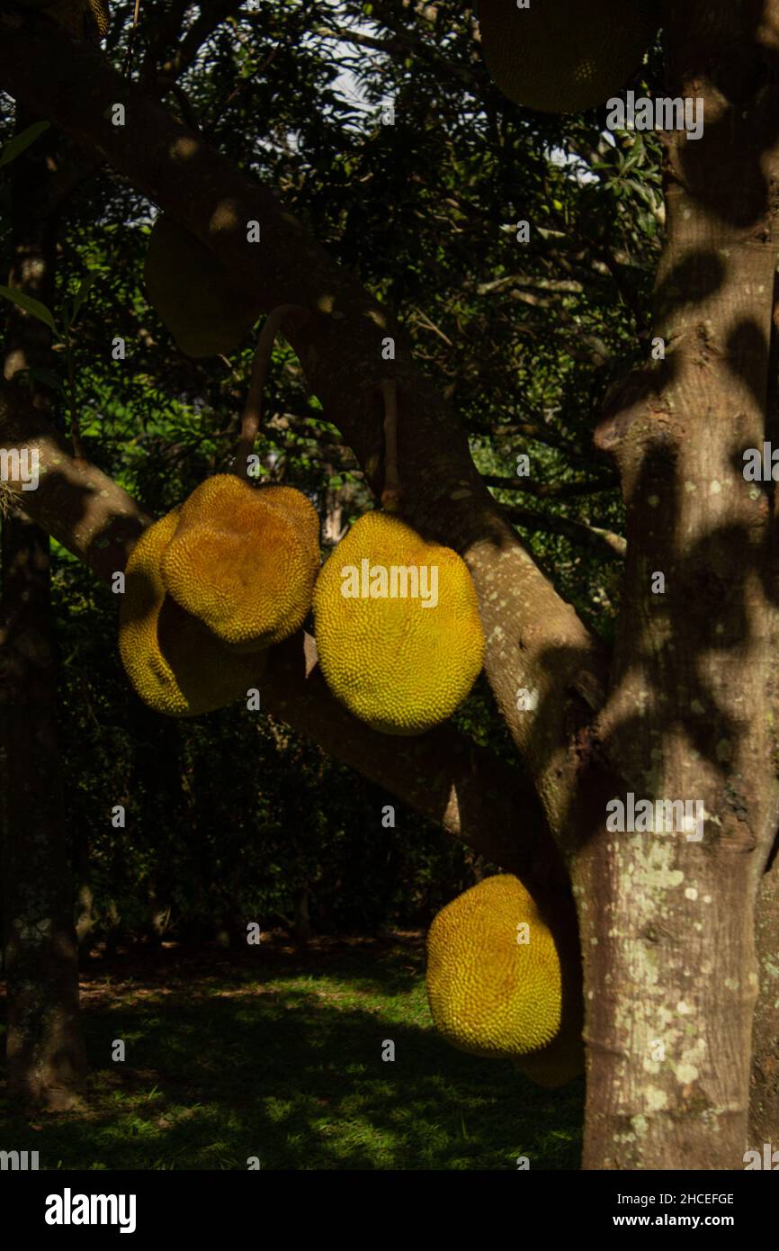 Jaca baum -Fotos und -Bildmaterial in hoher Auflösung – Alamy