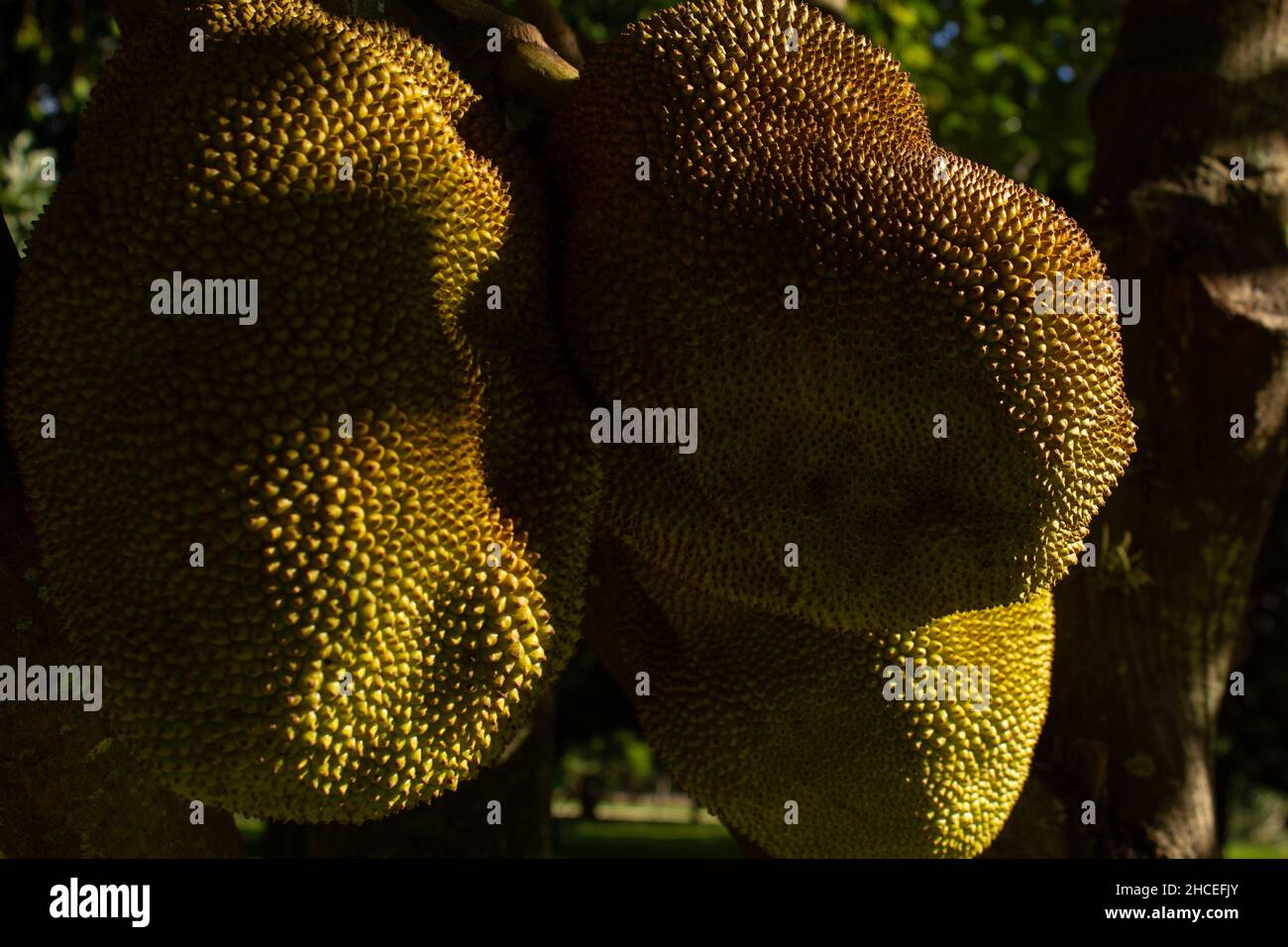 Jaca baum -Fotos und -Bildmaterial in hoher Auflösung – Alamy