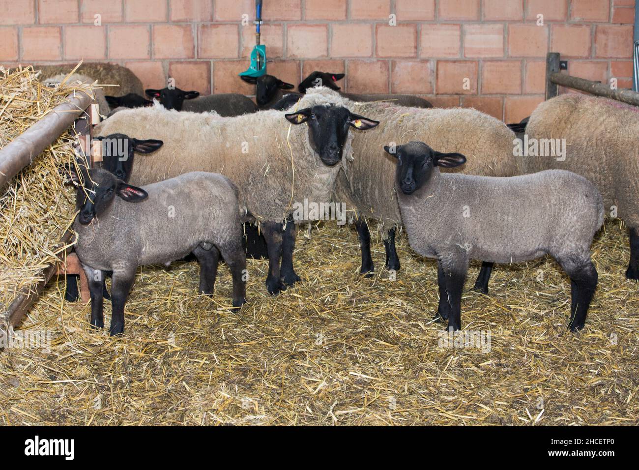 Suffolk sheep breed -Fotos und -Bildmaterial in hoher Auflösung – Alamy