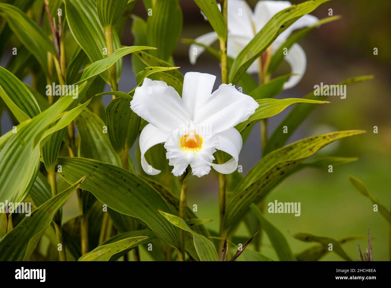 Eine weiße wilde Orchidee wachsen auf den Hängen des Vulkans Arenal in ...