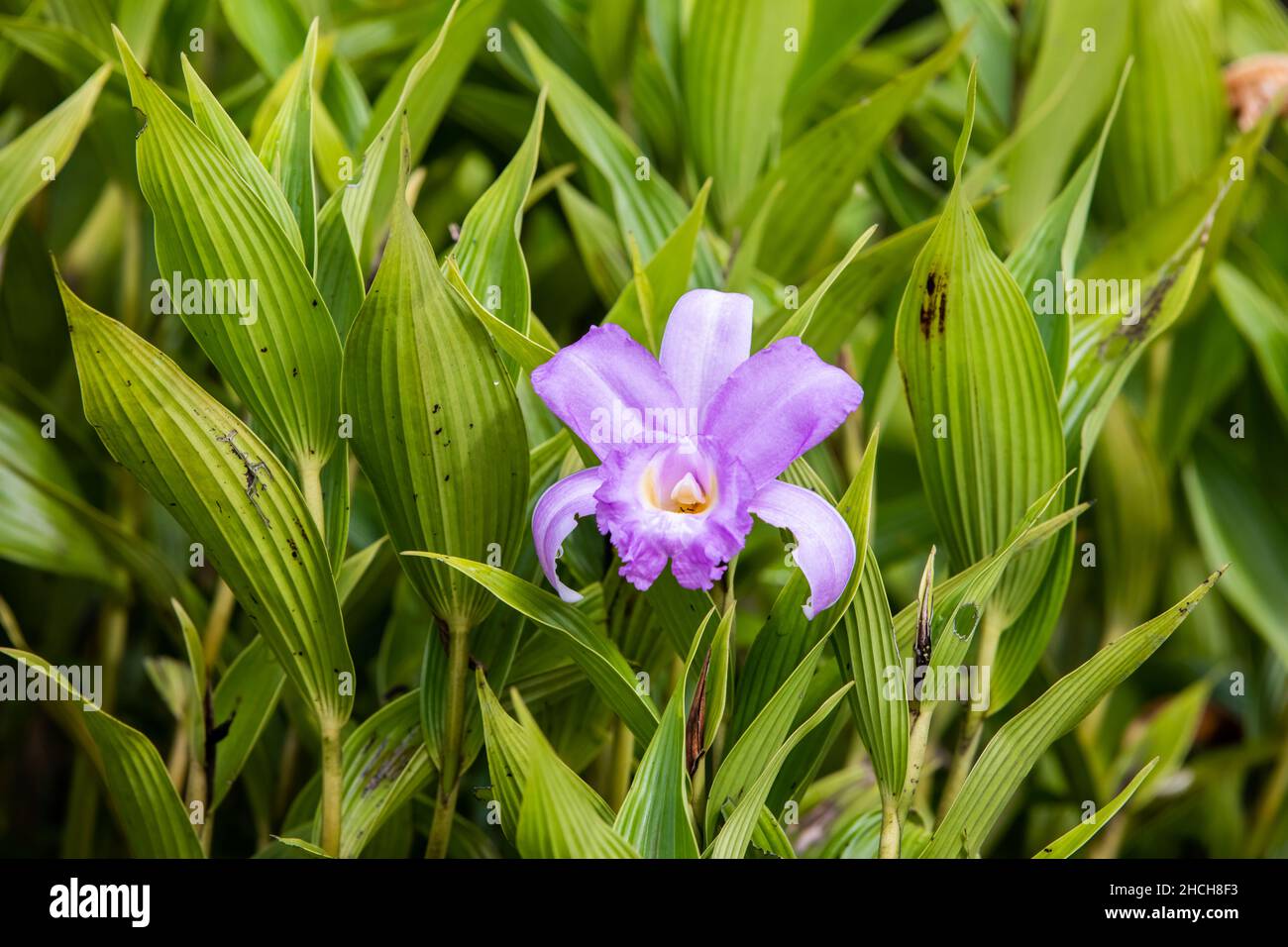 Eine wilde Orchidee, die an den Hängen des Arenal-Vulkans in Costa Rica ...