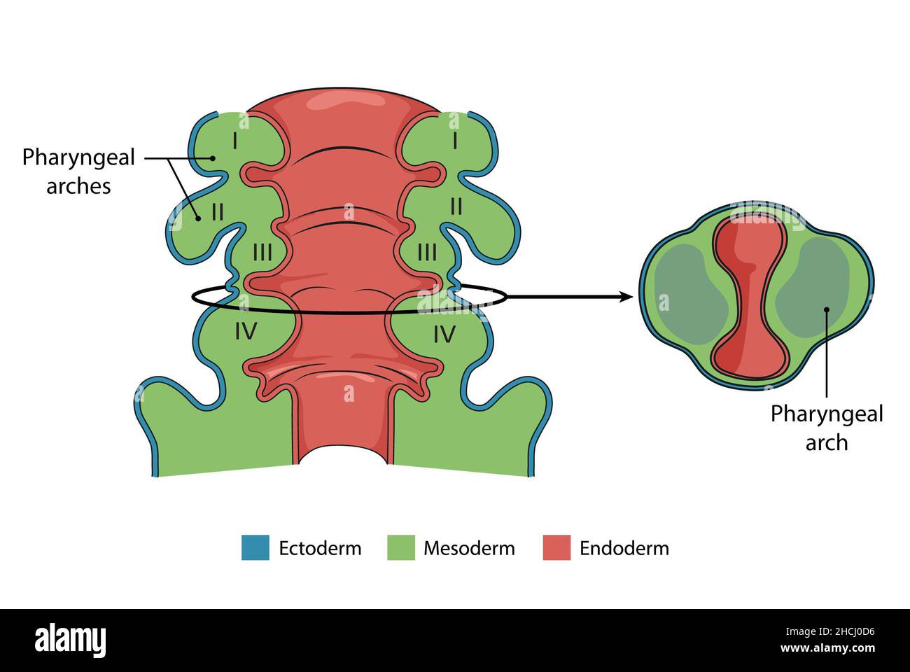 Pharyngealbogen koronaler und transversaler Abschnitt; Anatomie ...