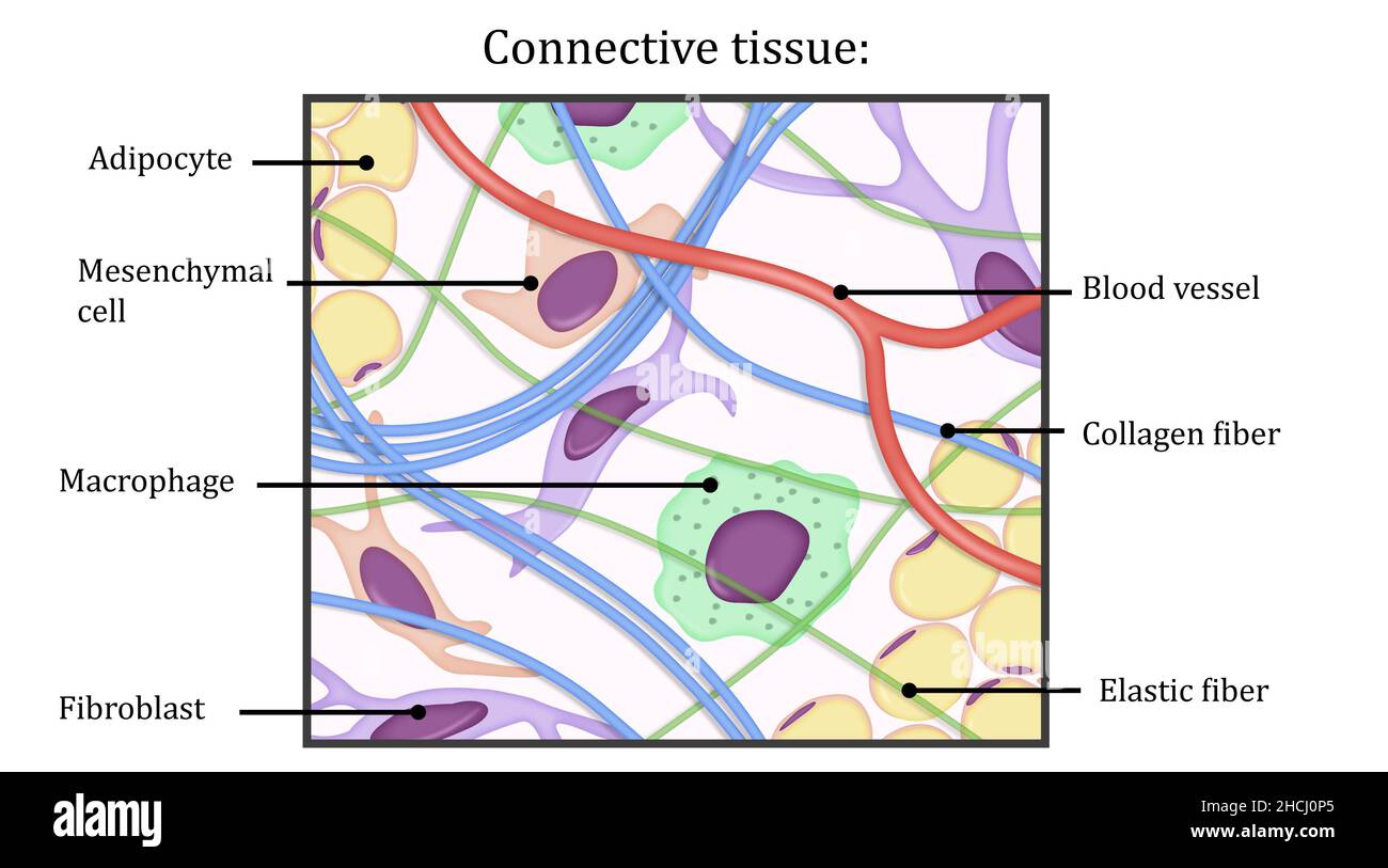 Connective tissue with collagen fibers Ausgeschnittene Stockfotos und ...