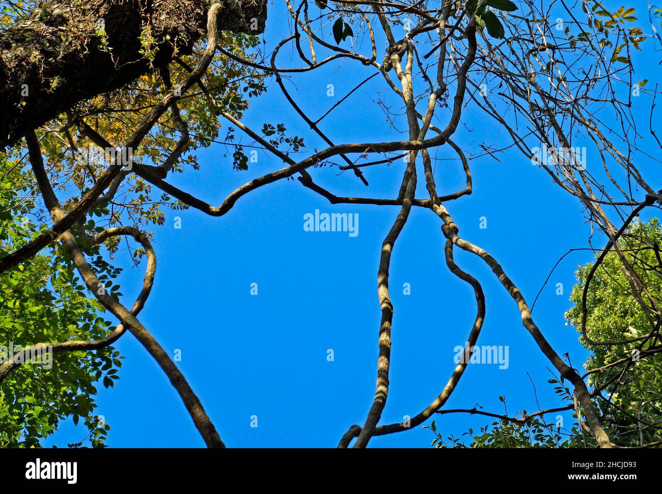Baum lianen -Fotos und -Bildmaterial in hoher Auflösung – Alamy