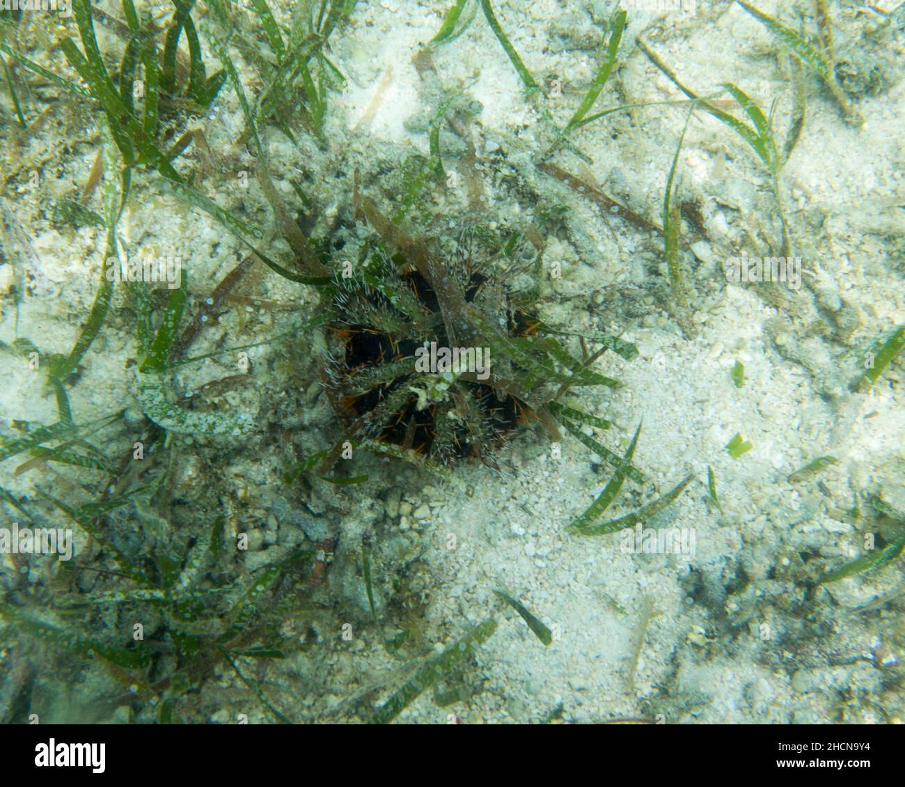 Versteckter seeigel -Fotos und -Bildmaterial in hoher Auflösung – Alamy