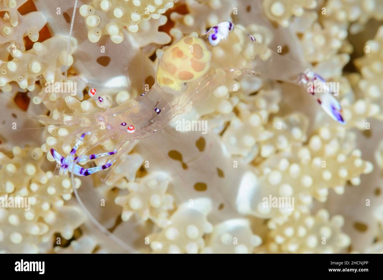 Crustacean parasite -Fotos und -Bildmaterial in hoher Auflösung – Alamy