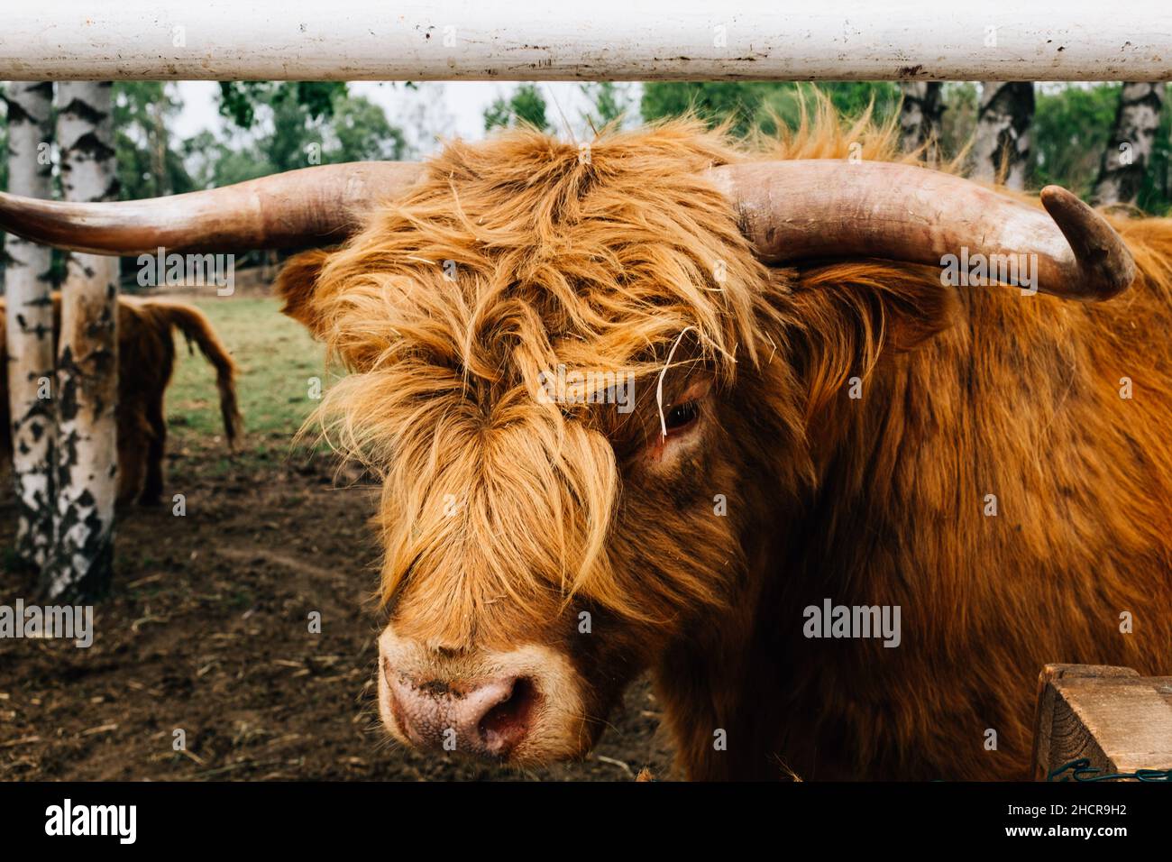 Großer brauner stier im feld -Fotos und -Bildmaterial in hoher ...