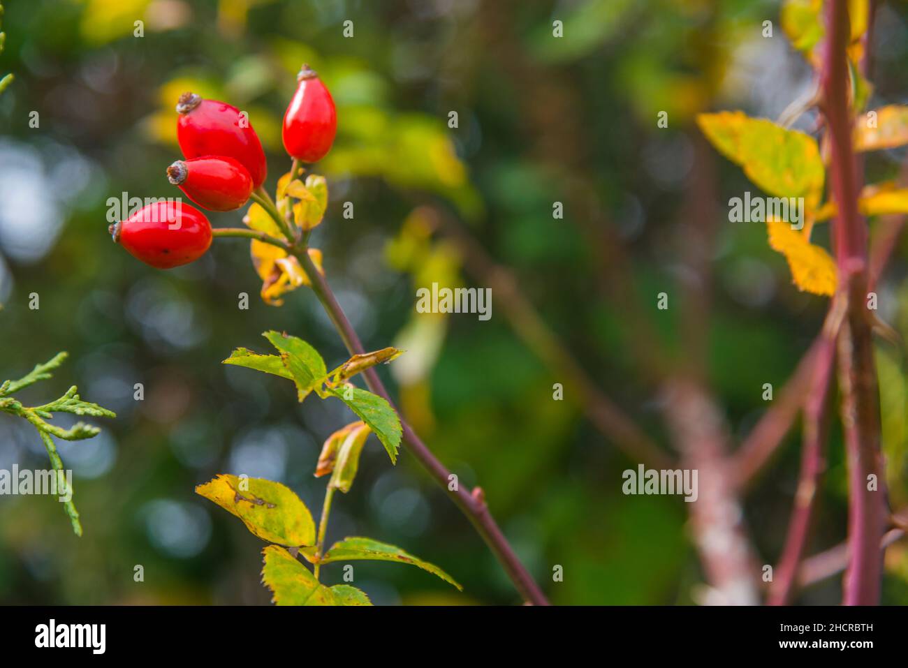 Botanik hagebutte -Fotos und -Bildmaterial in hoher Auflösung – Alamy