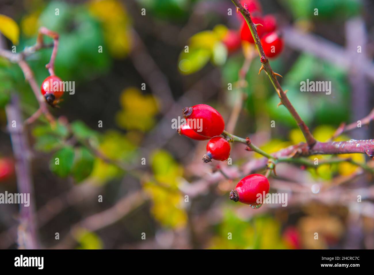 Botanik hagebutte -Fotos und -Bildmaterial in hoher Auflösung – Alamy