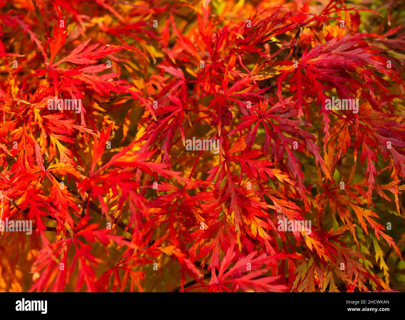 Acer palmatum beni maiko -Fotos und -Bildmaterial in hoher Auflösung ...