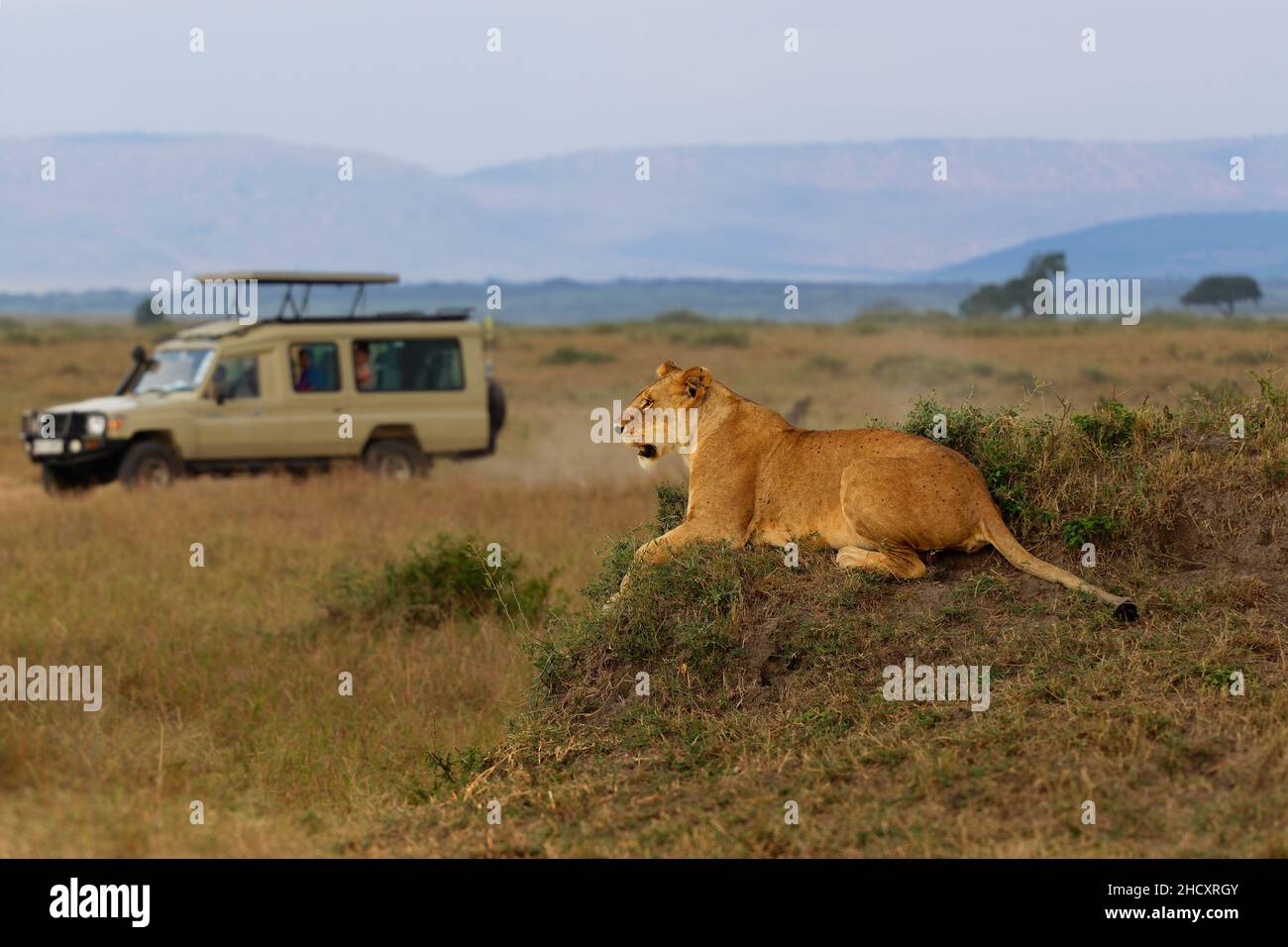 Afrikanische katze -Fotos und -Bildmaterial in hoher Auflösung – Alamy