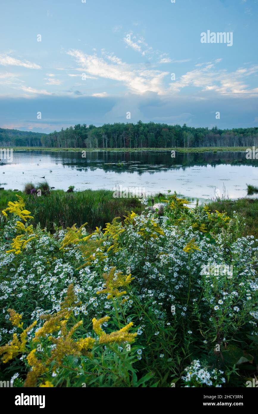 Blumen um den see -Fotos und -Bildmaterial in hoher Auflösung – Alamy