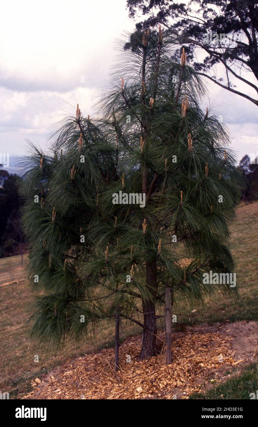 Pinus pseudostrobus -Fotos und -Bildmaterial in hoher Auflösung – Alamy