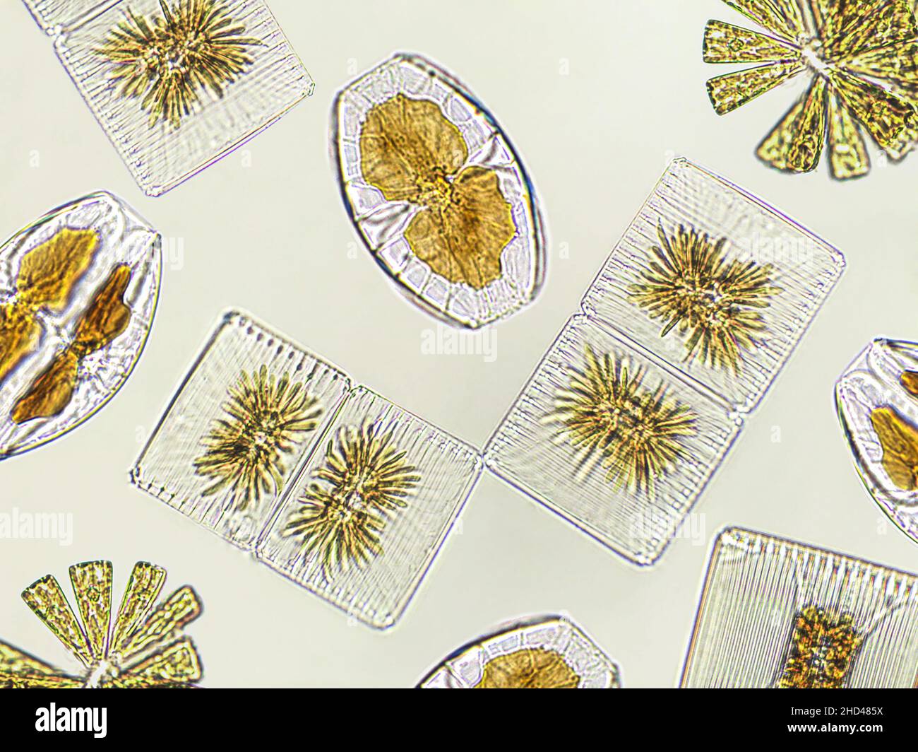 Kieselalgen, Algen unter mikroskopischer Sicht, Phytoplankton ...