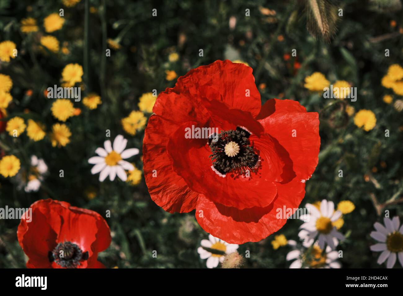 Top view red poppy flower -Fotos und -Bildmaterial in hoher Auflösung ...