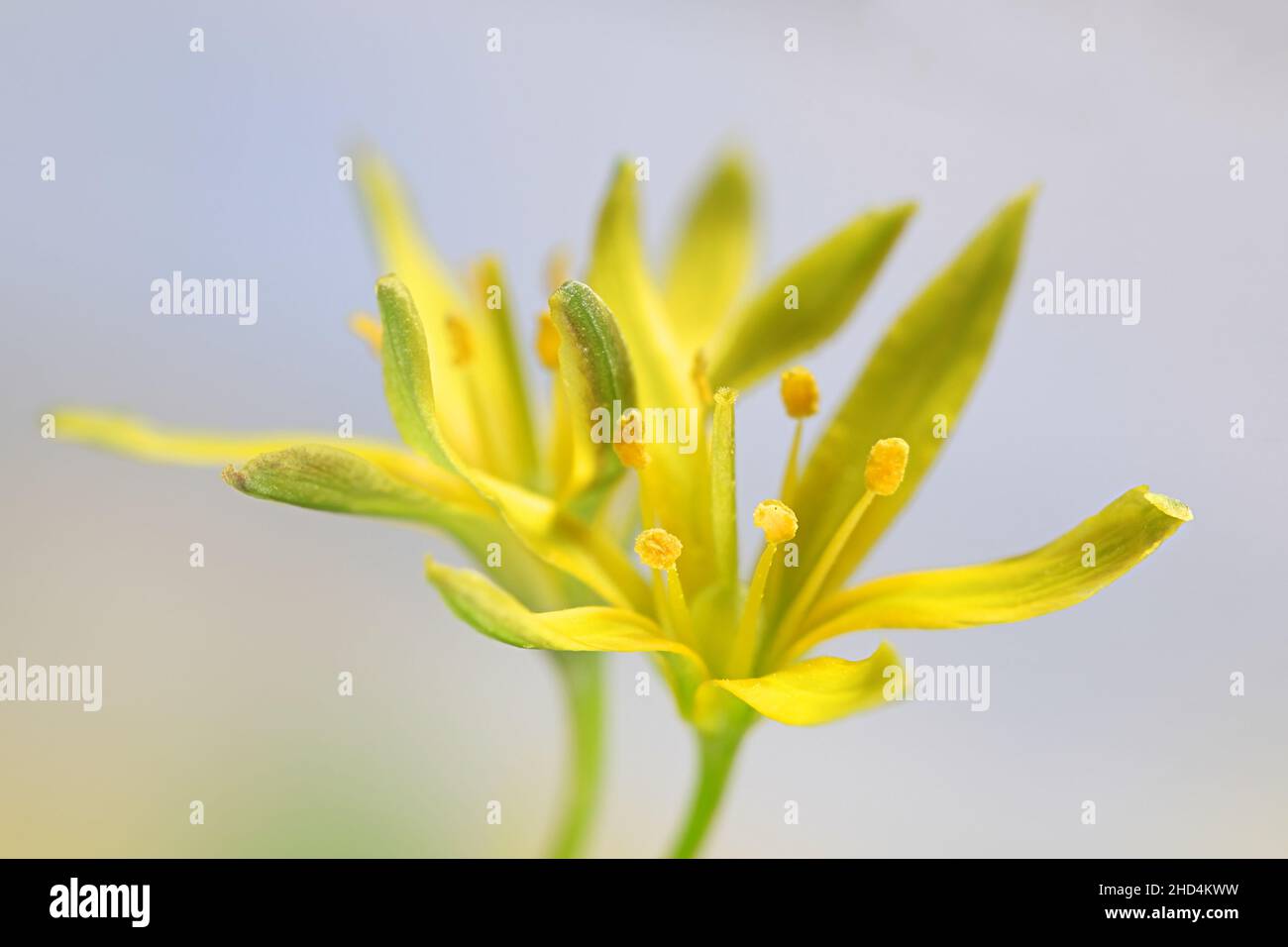 Stern von bethlehem -Fotos und -Bildmaterial in hoher Auflösung – Alamy