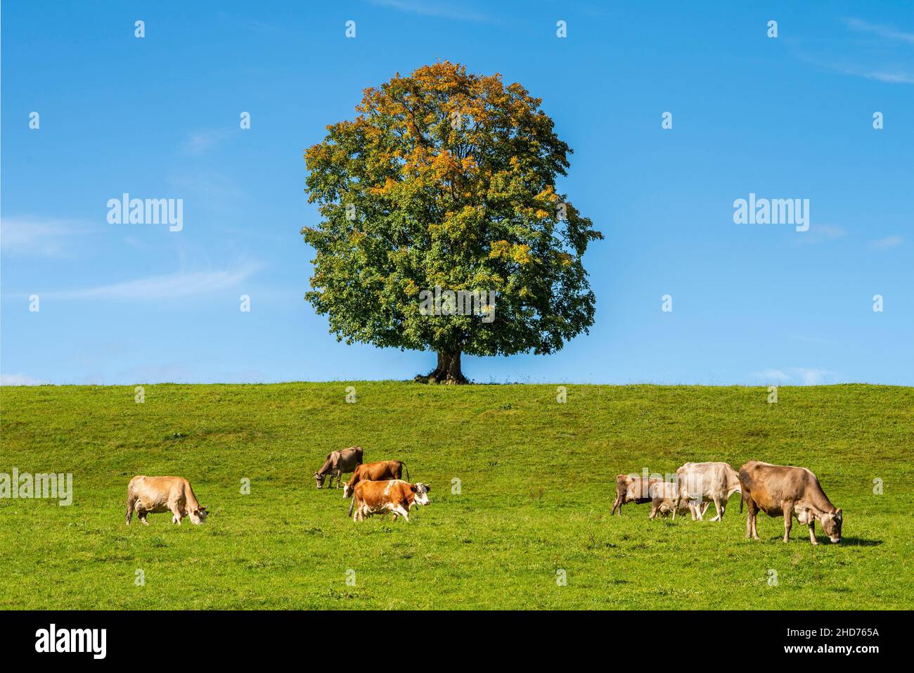 Ahornbaum auf der wiese -Fotos und -Bildmaterial in hoher Auflösung – Alamy