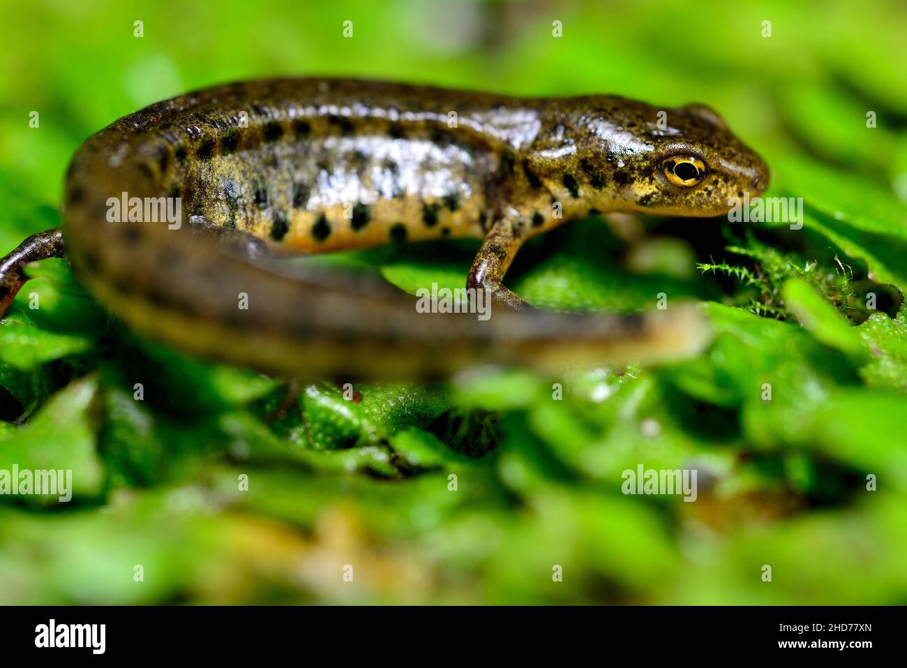 Lissotriton boscai -Fotos und -Bildmaterial in hoher Auflösung – Alamy