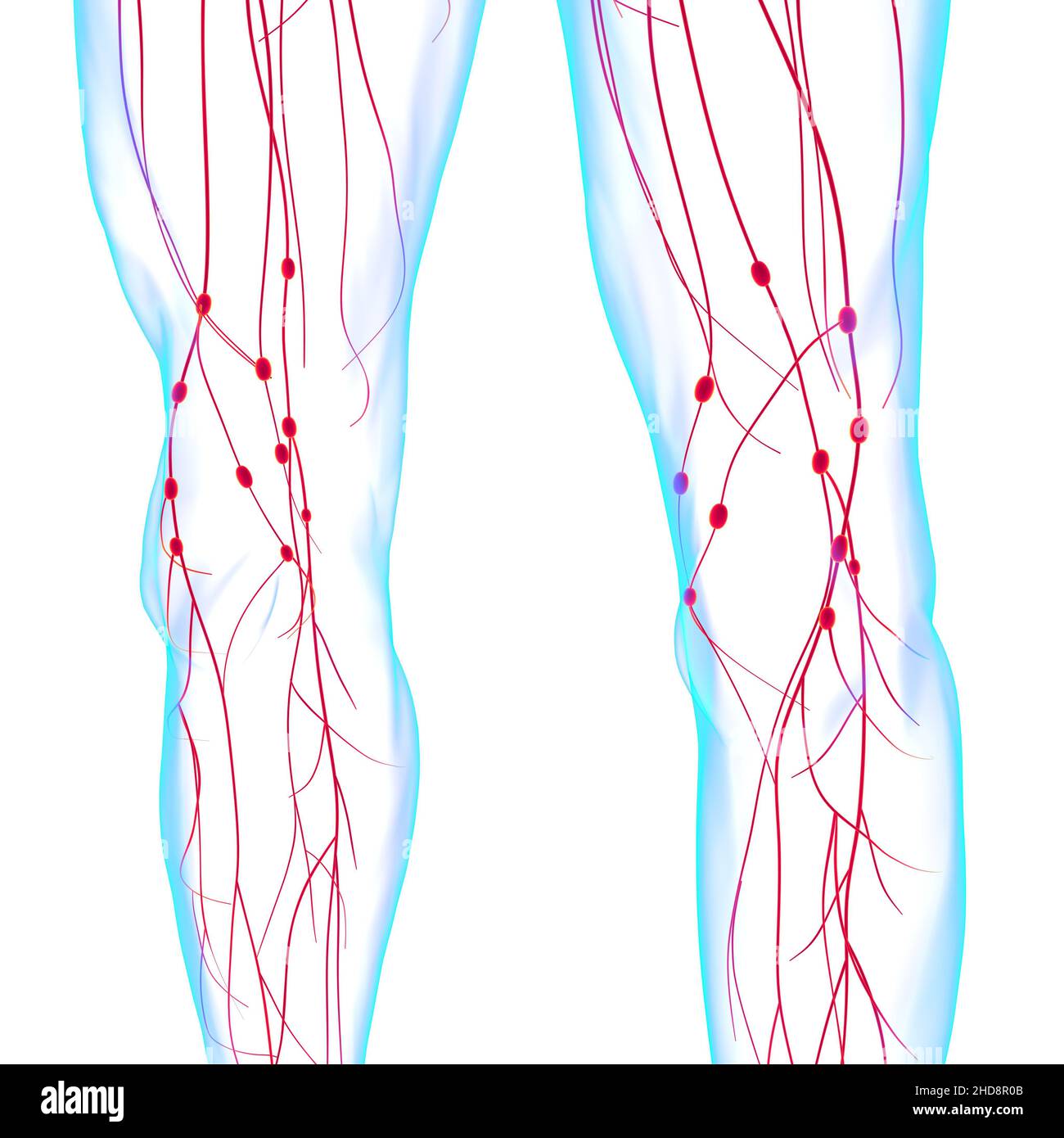 Menschliche Lymphknoten Anatomie für medizinisches Konzept 3D ...