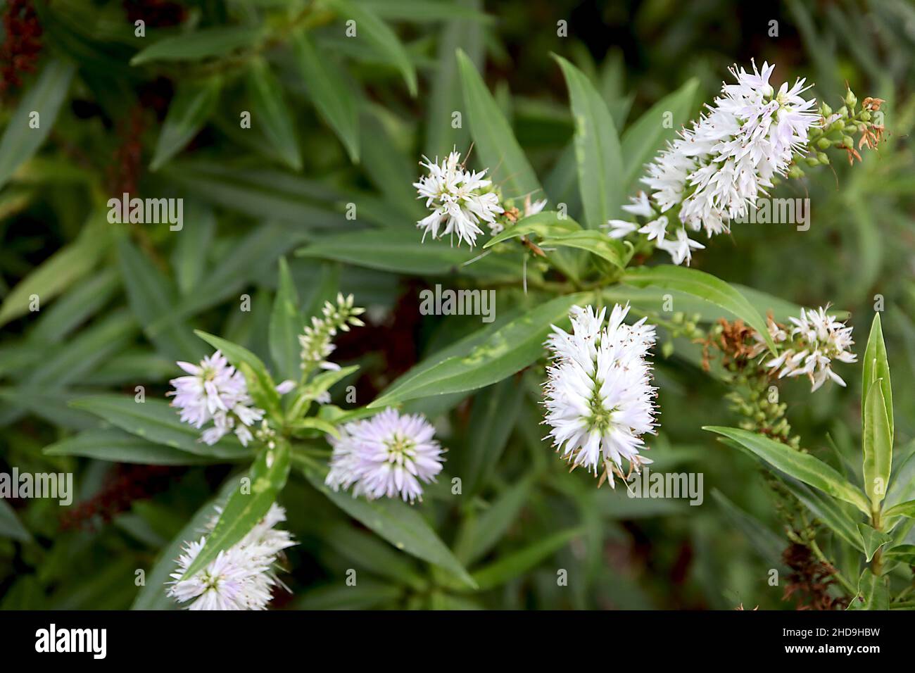 Veronica salicifolia -Fotos und -Bildmaterial in hoher Auflösung – Alamy