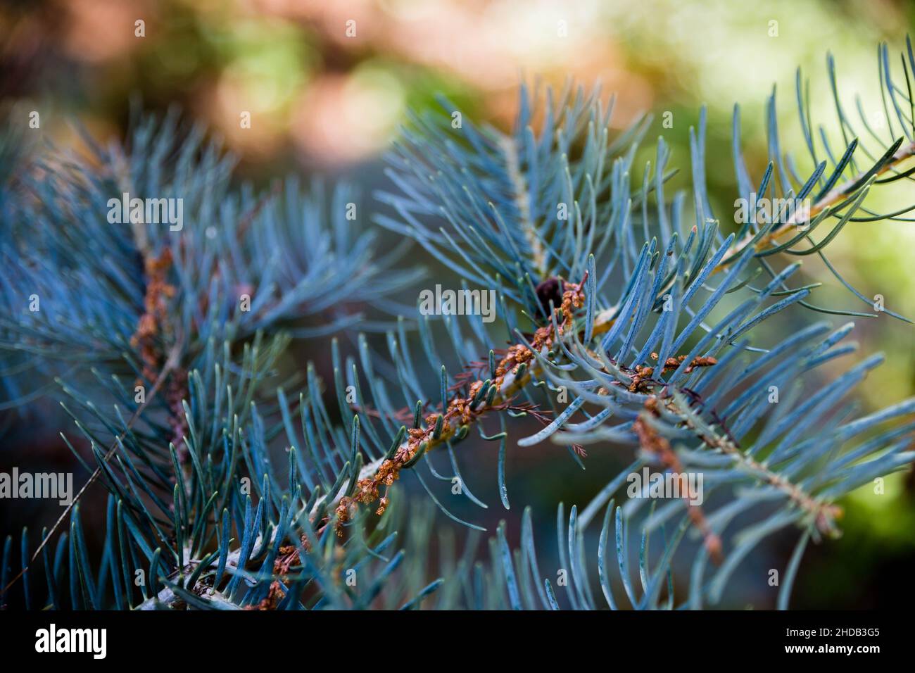 Nadel baum -Fotos und -Bildmaterial in hoher Auflösung – Alamy