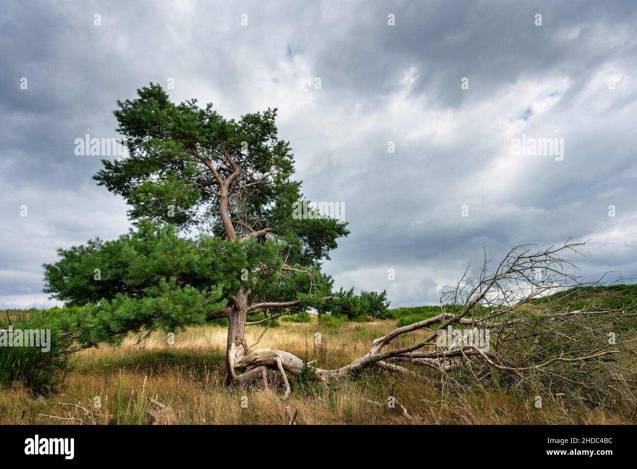 Kiefern in einer kargen Landschaft auf der Insel Hiddensee, Rügen ...