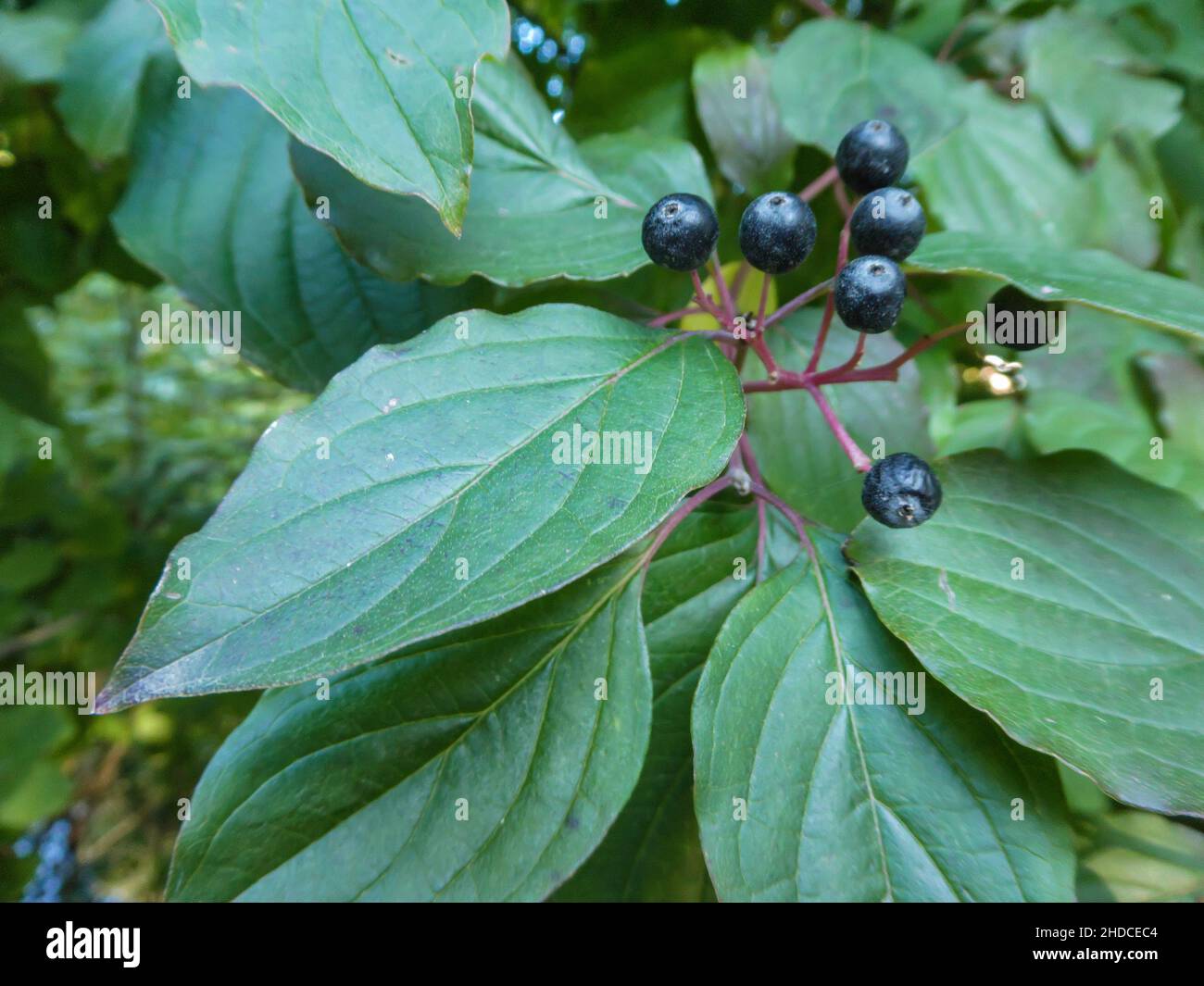 Rhamnus frangula l -Fotos und -Bildmaterial in hoher Auflösung – Alamy