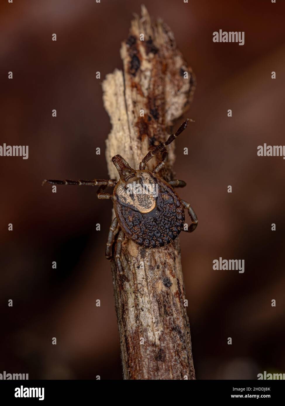 Amblyomma cajennense -Fotos und -Bildmaterial in hoher Auflösung – Alamy